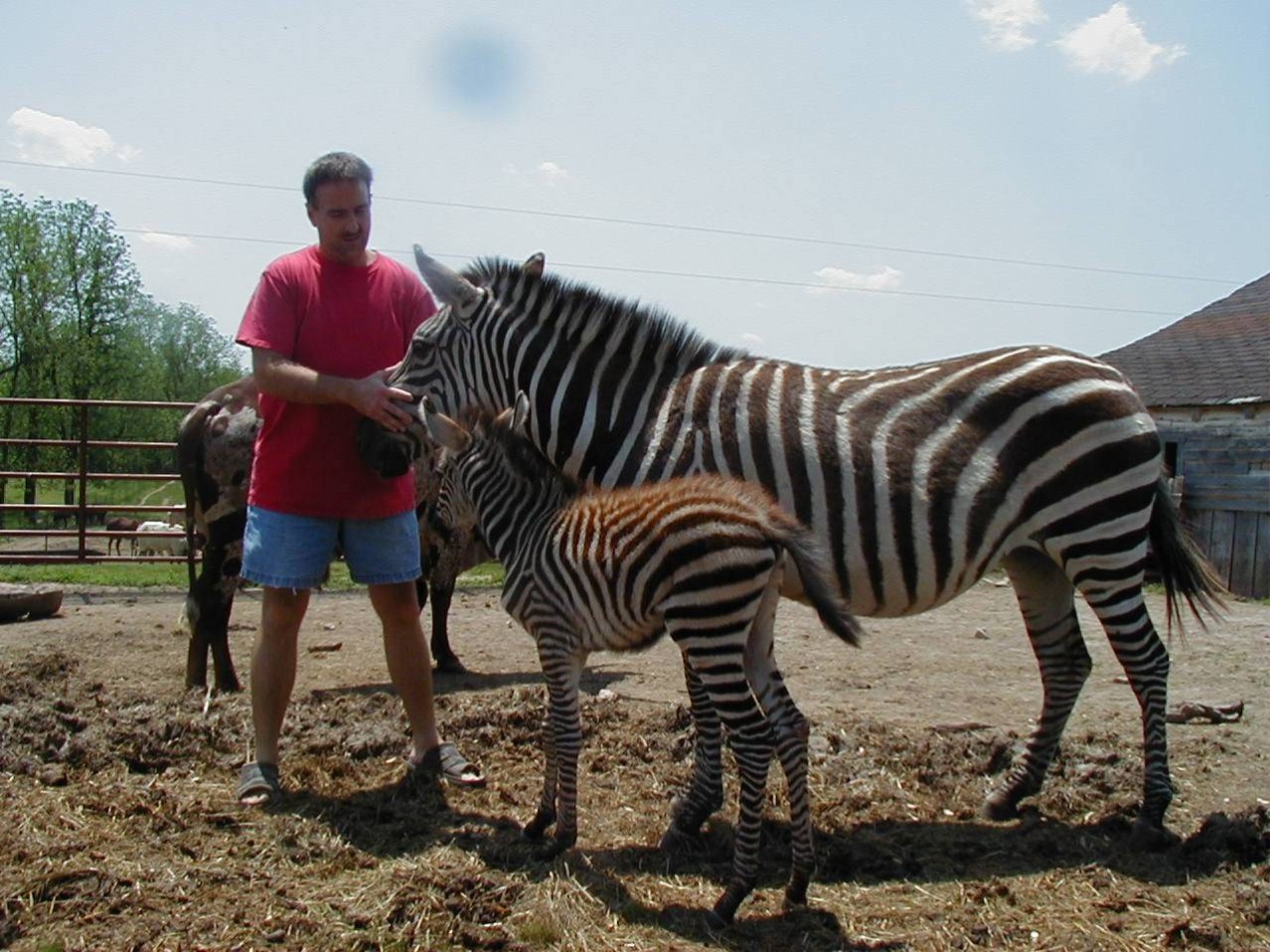Joy and Zebra | World Watusi Association