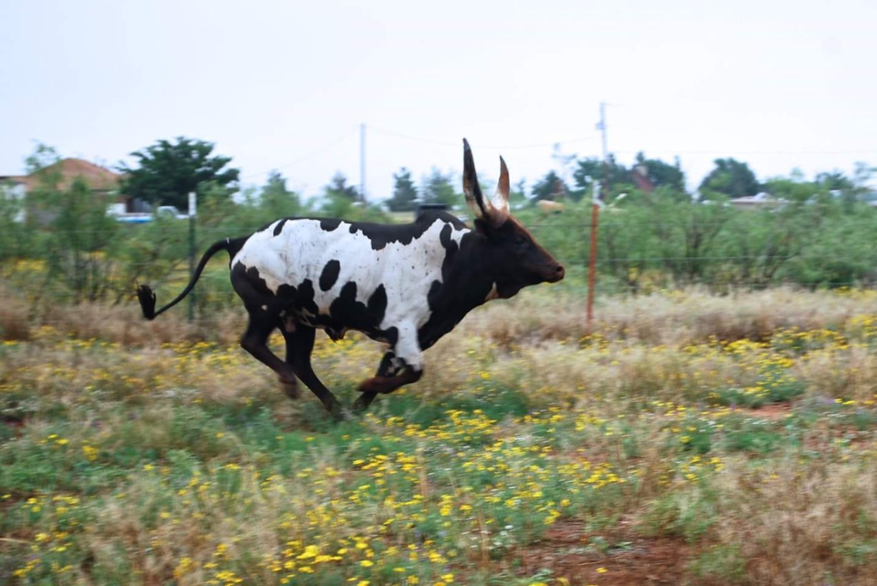 Herdsires | World Watusi Association | Page 2