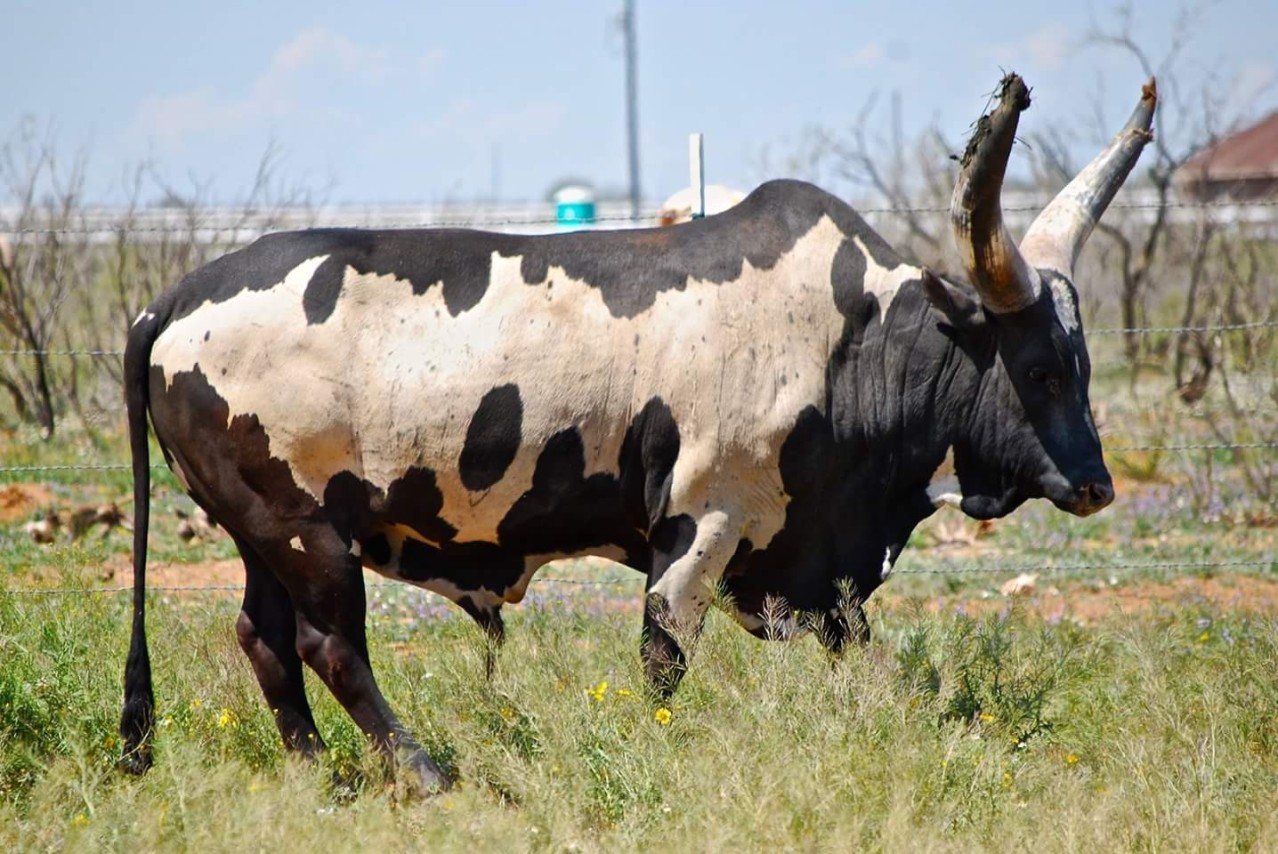Herdsires | World Watusi Association | Page 2