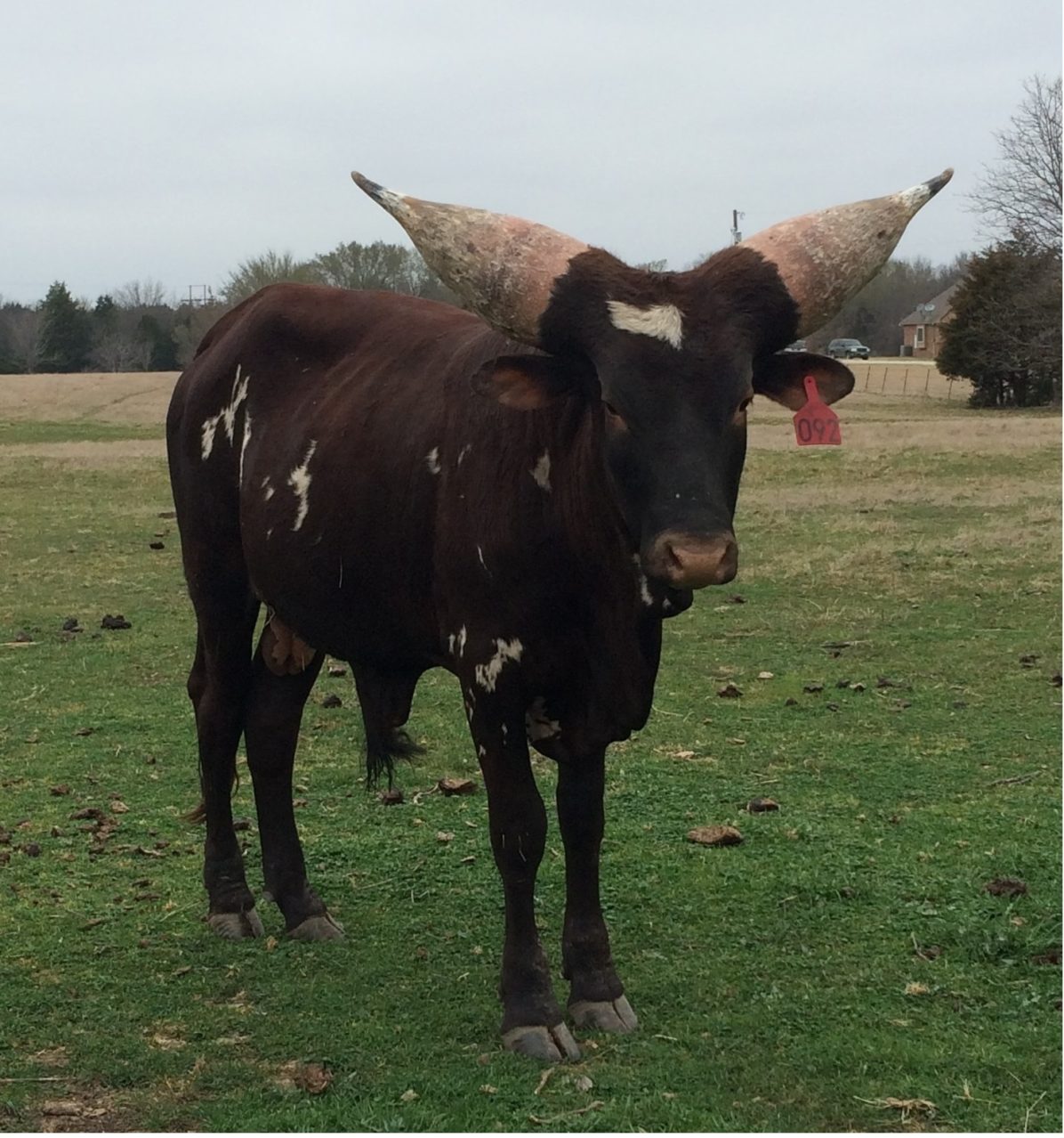 Herdsires | World Watusi Association