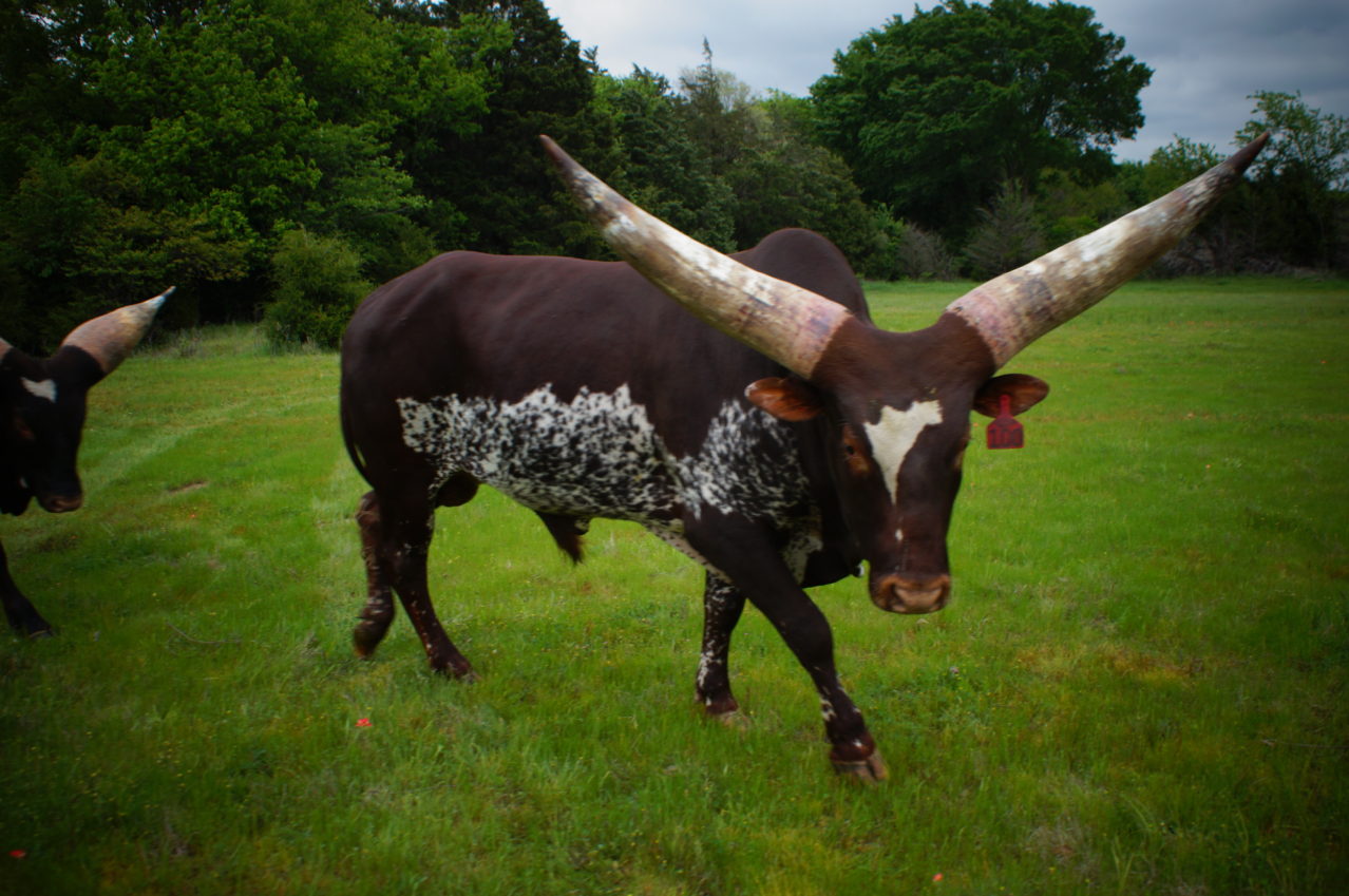 Herdsires | World Watusi Association