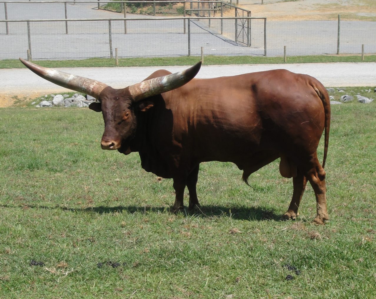 Foundation Pure Bulls For Sale | World Watusi Association