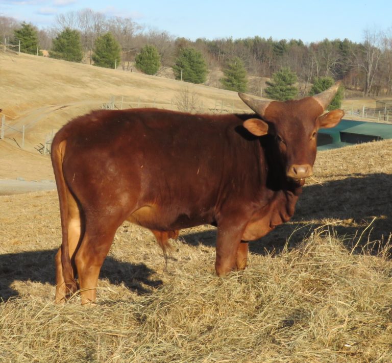 Foundation Pure Bulls For Sale | World Watusi Association
