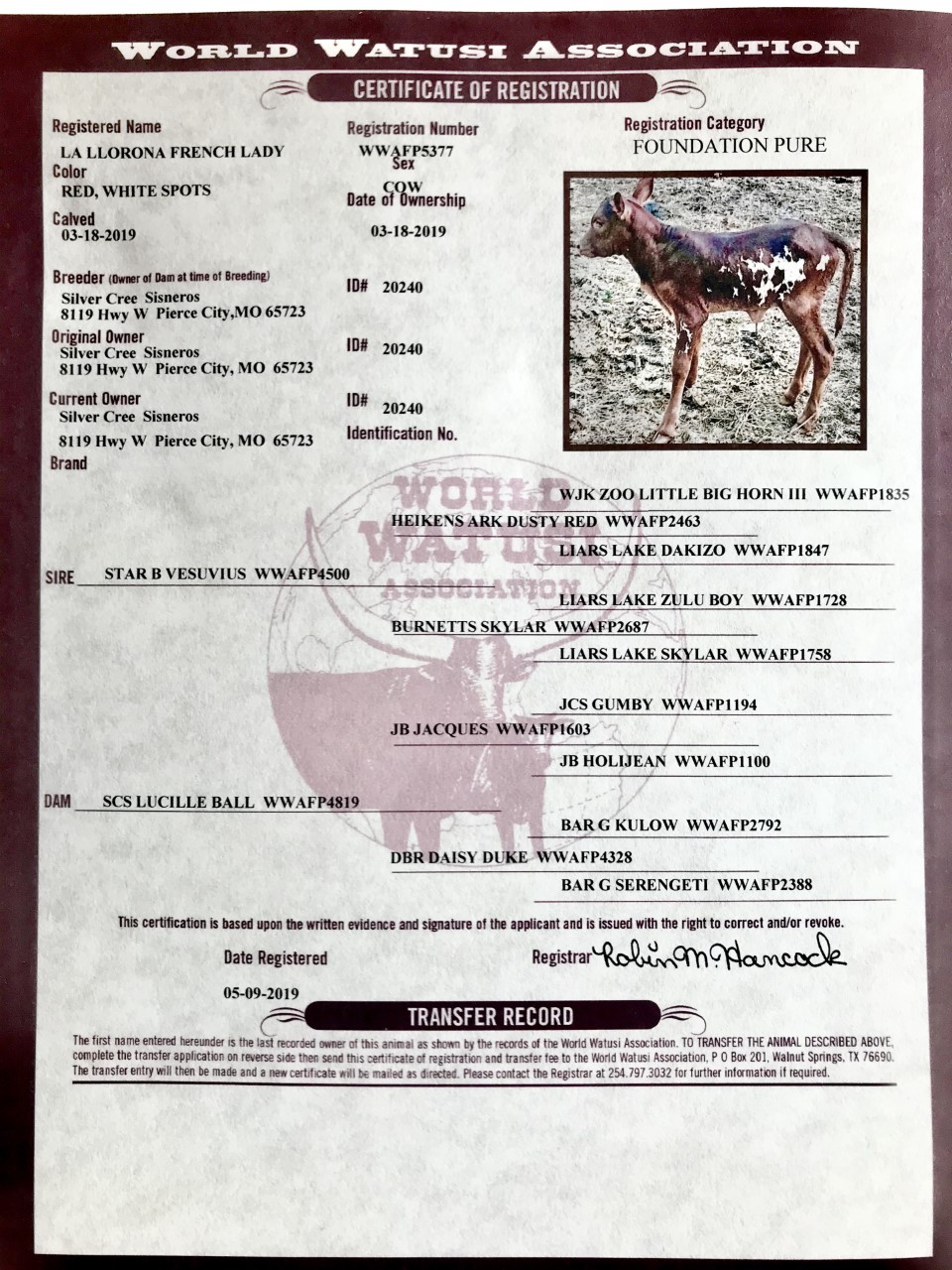 Classifieds | World Watusi Association