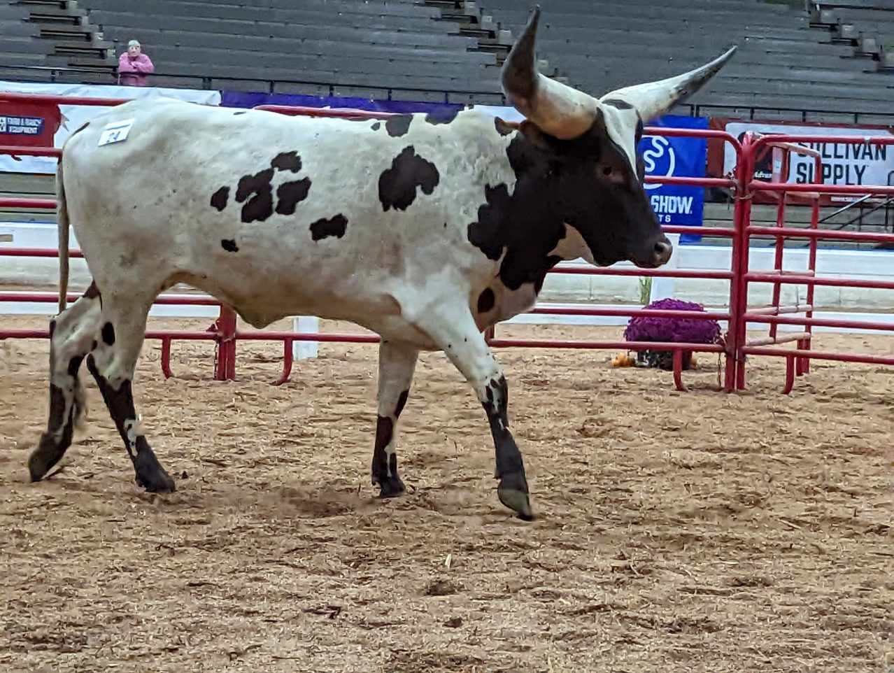 World Watusi Association | The World Watusi Association is a non-profit ...
