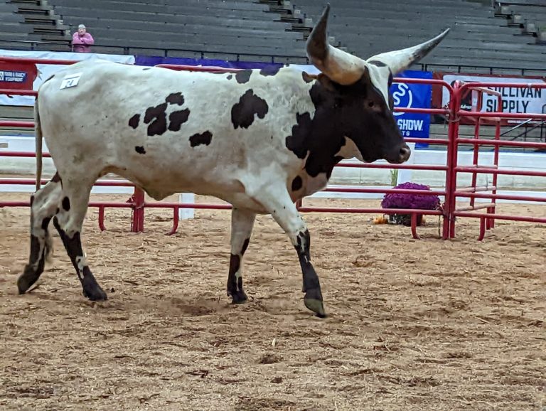 World Watusi Association | The World Watusi Association is a non-profit ...