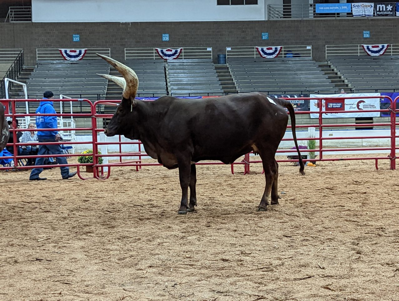 World Watusi Association | The World Watusi Association is a non-profit ...