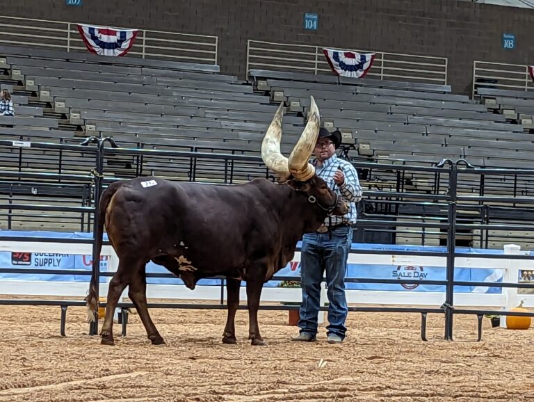 World Watusi Association | The World Watusi Association is a non-profit ...